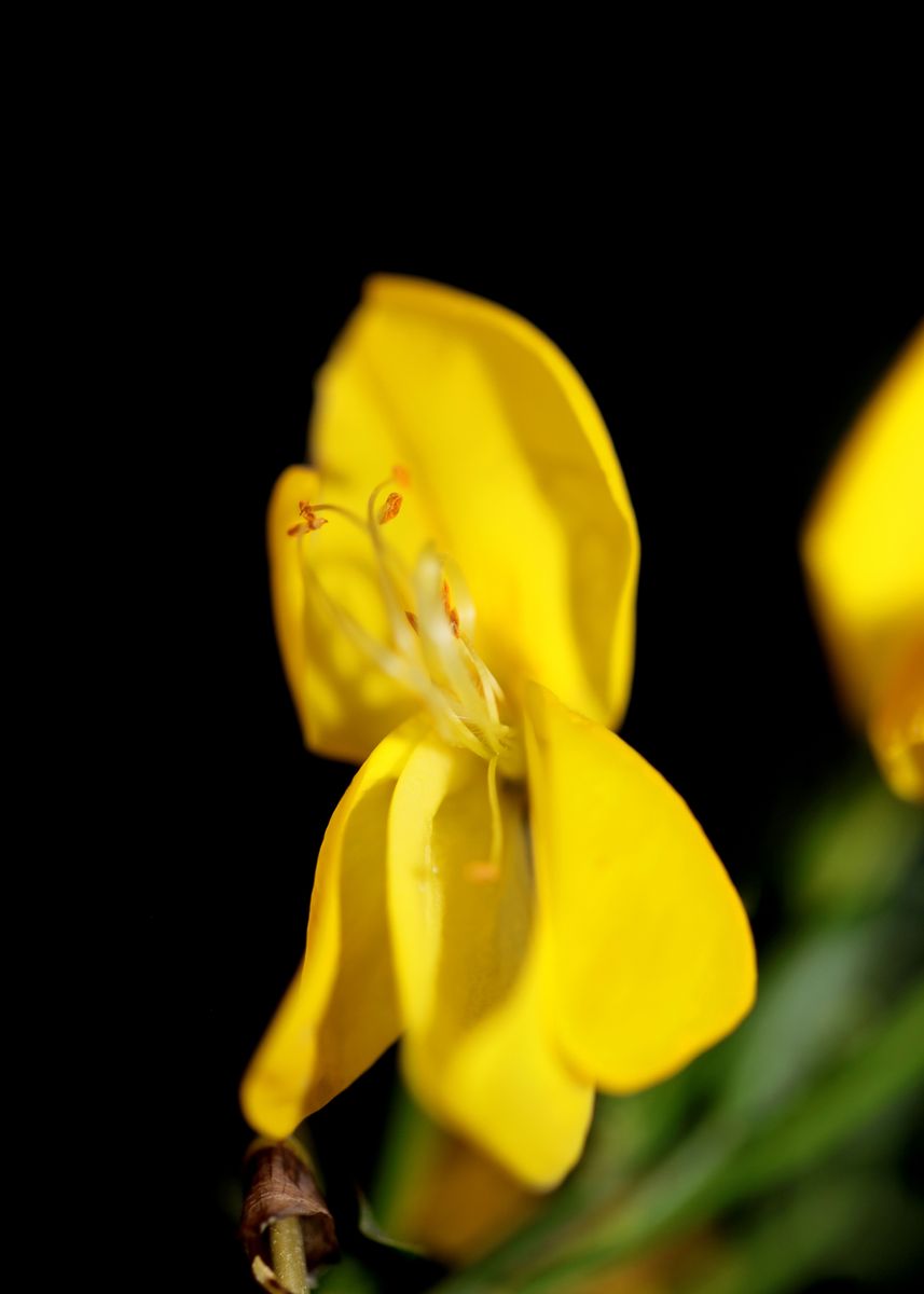 'Spartium jenceum flowering' Poster by BakalaeroZz Photography | Displate