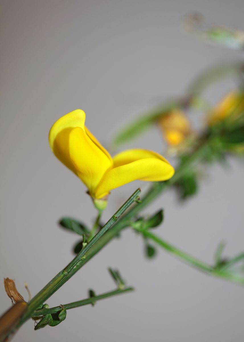 'Yellow spartium flowering' Poster by BakalaeroZz Photography | Displate