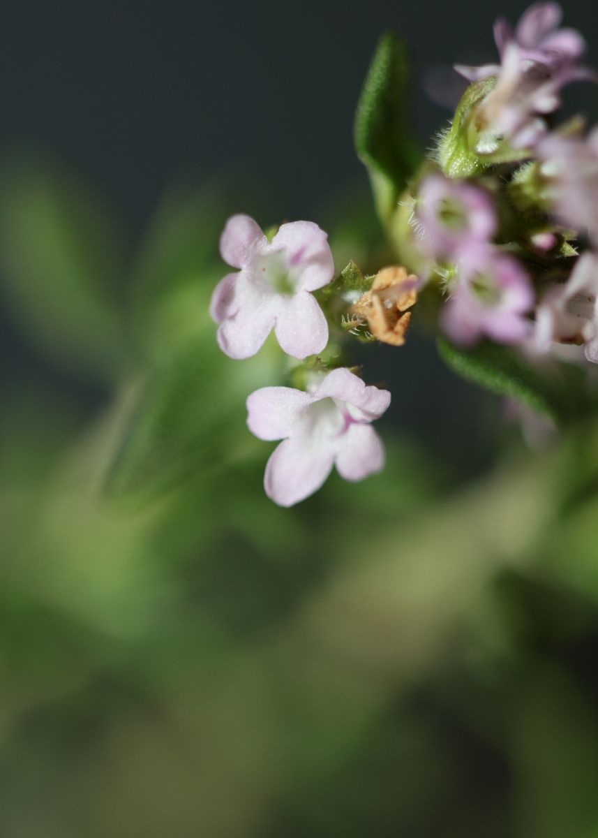 'Thymus flower blossoming' Poster, picture, metal print, paint by ...