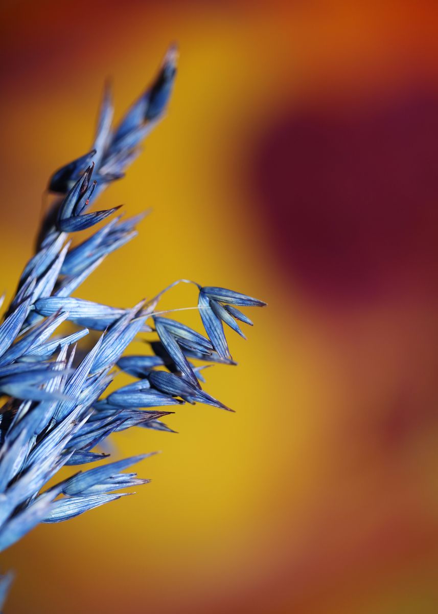 'Wheat blue color close up ' Poster, picture, metal print, paint by ...