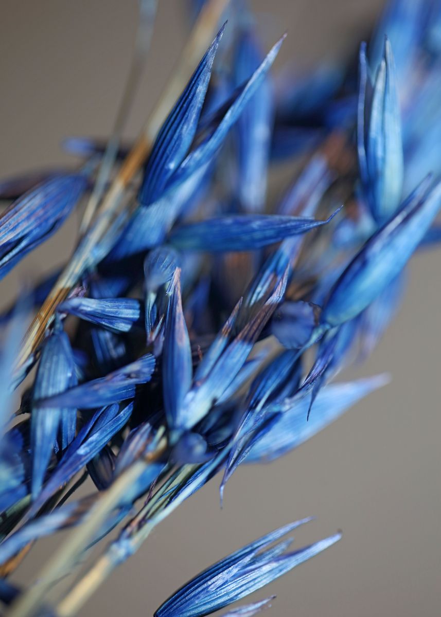 'Wheat blue color close up ' Poster, picture, metal print, paint by ...