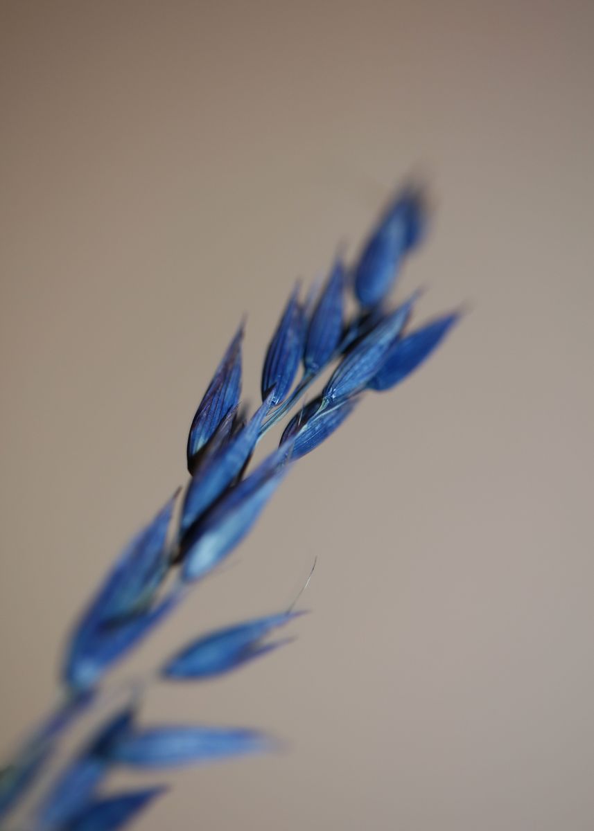 'Blue wheat plant close up ' Poster, picture, metal print, paint by ...