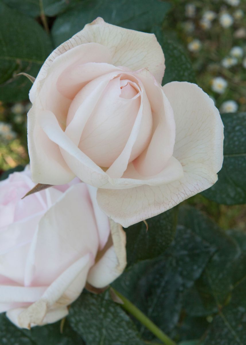 'rose in the garden' Poster, picture, metal print, paint by Ornella ...