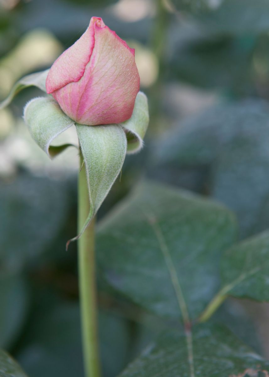 'rose in the garden' Poster by Ornella Bonomini | Displate