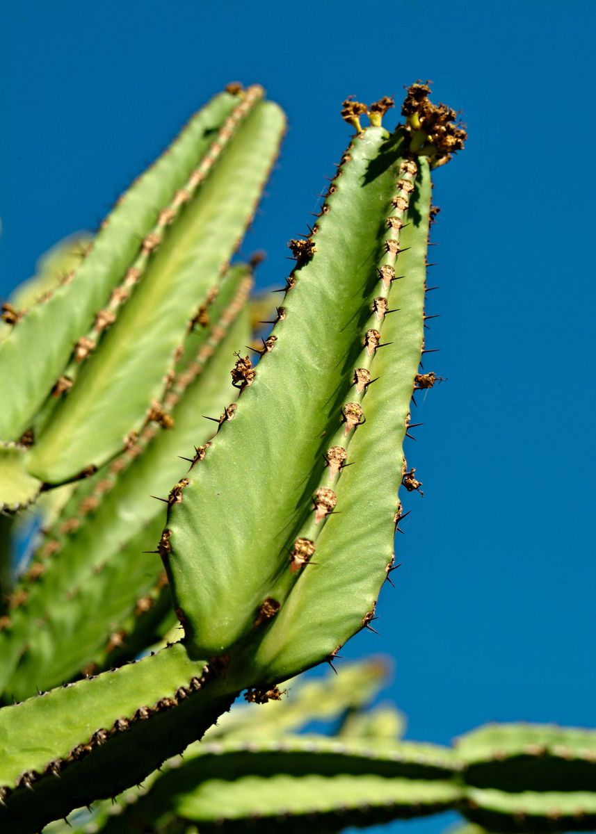 'Cactus World 01' Poster by insideportugal | Displate