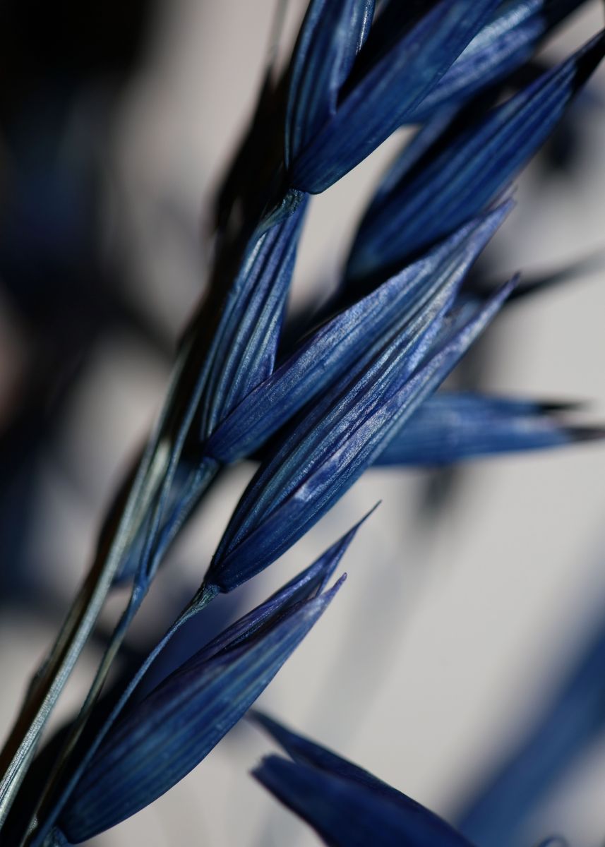 'Dry blue wheat close up' Poster, picture, metal print, paint by ...