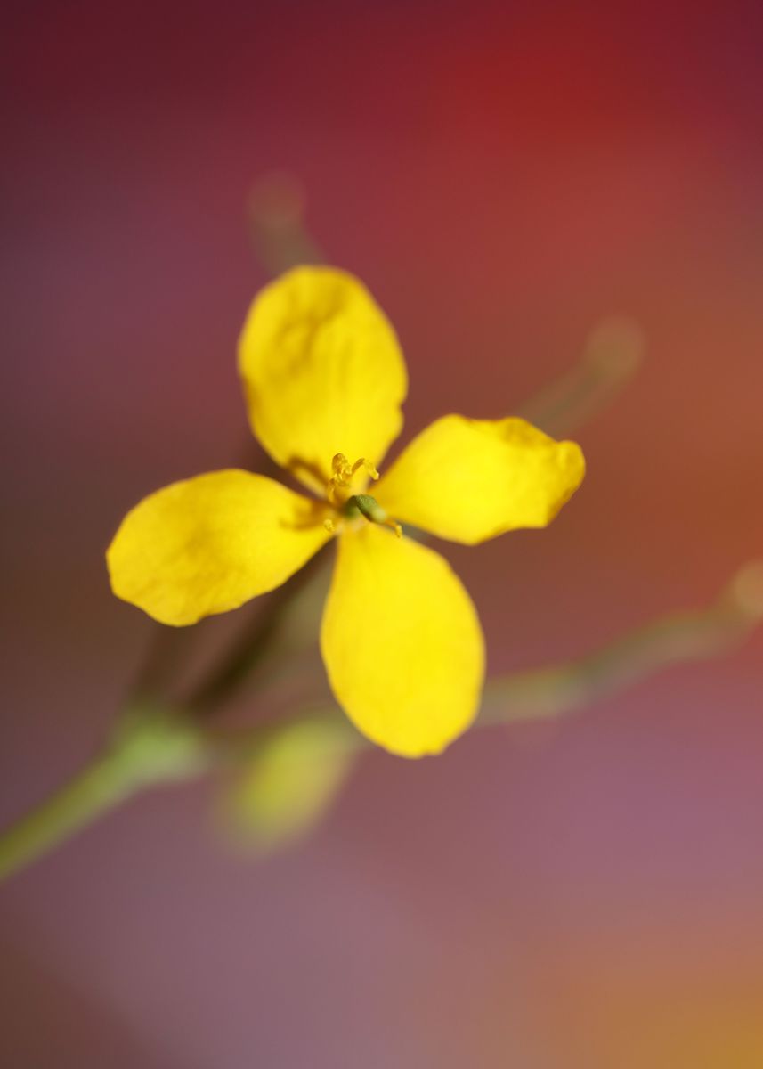'Chelidonium flower blossom' Poster, picture, metal print, paint by ...