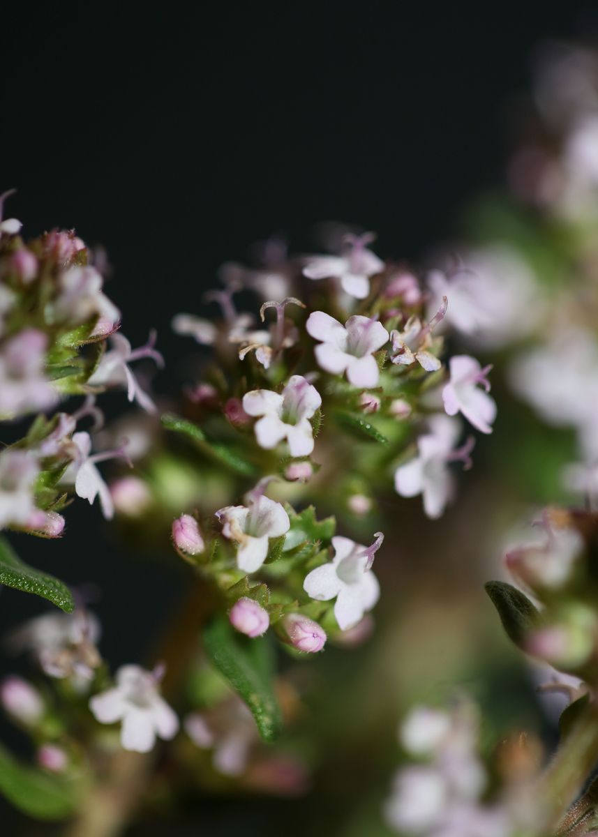 'Thymus flower blossoming' Poster, picture, metal print, paint by ...