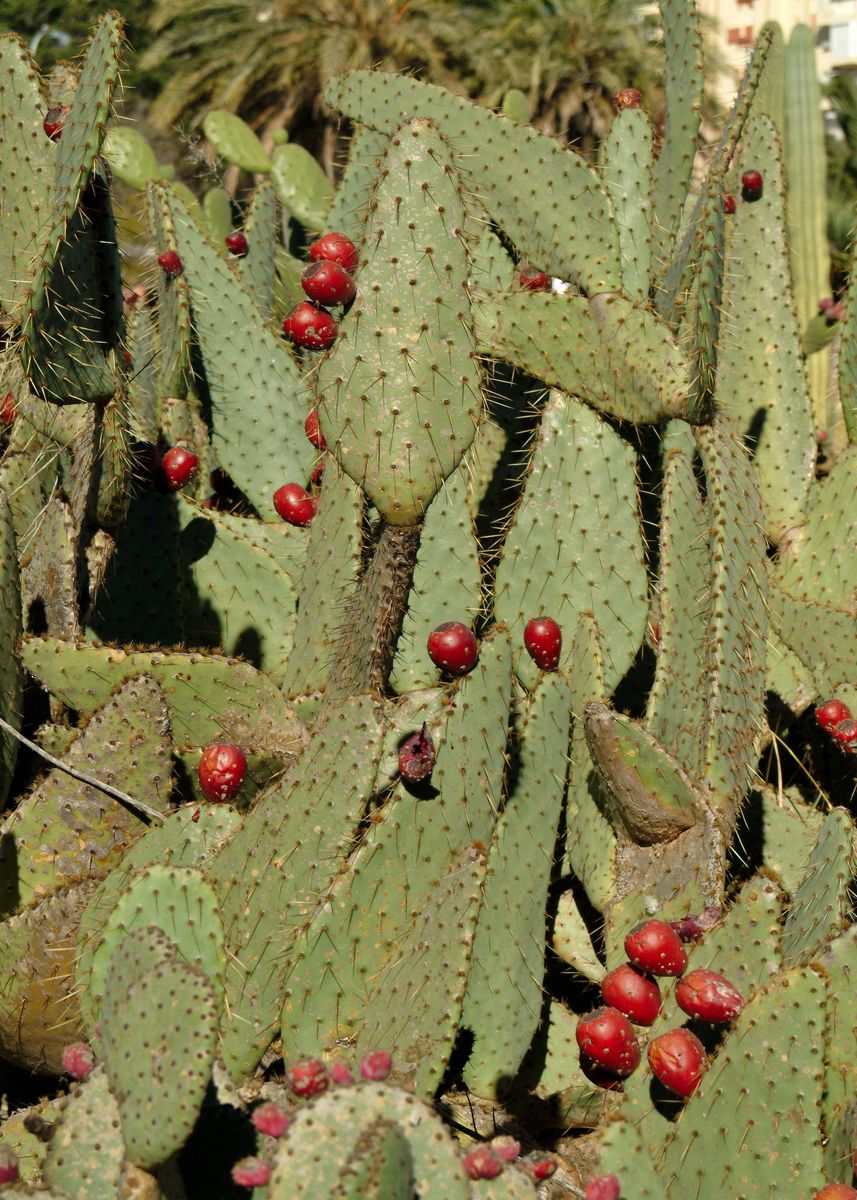 'Cactus World 03' Poster, picture, metal print, paint by insideportugal ...