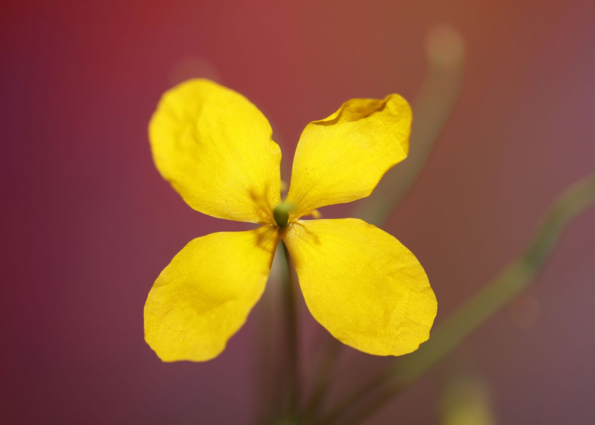 'Chelidonium flower blossom' Poster by BakalaeroZz Photography | Displate