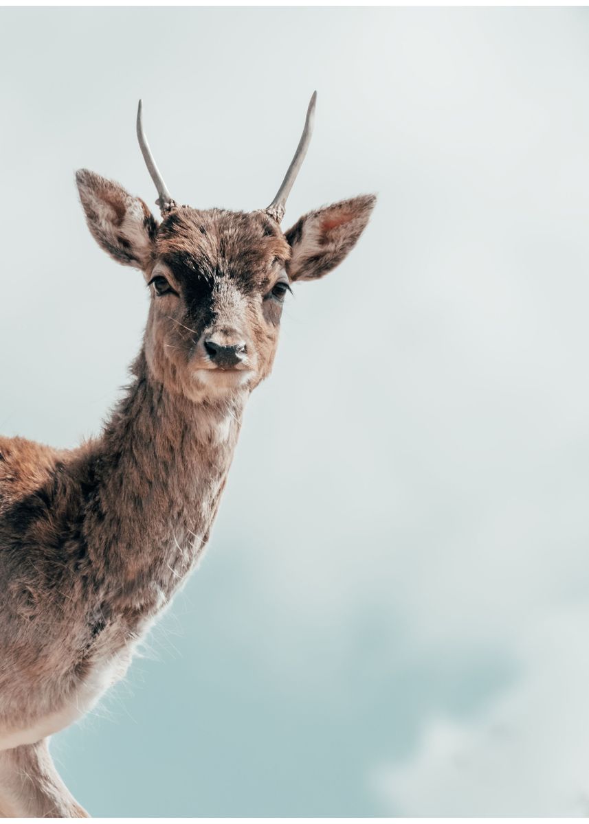 'Hello My Deer' Poster by Colin Bax | Displate