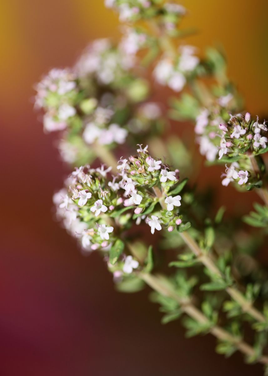 'Thymus flower blossoming' Poster, picture, metal print, paint by ...