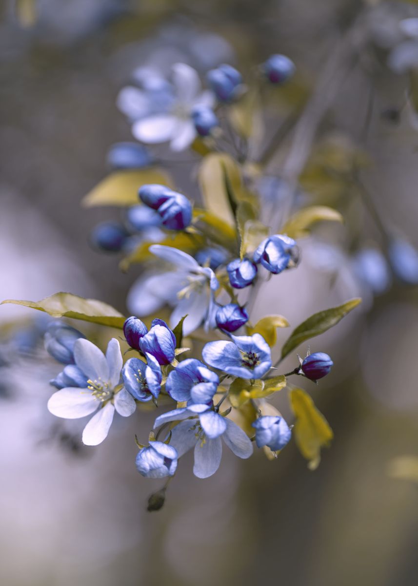 'Blue cherry blossom flower' Poster, picture, metal print, paint by ...