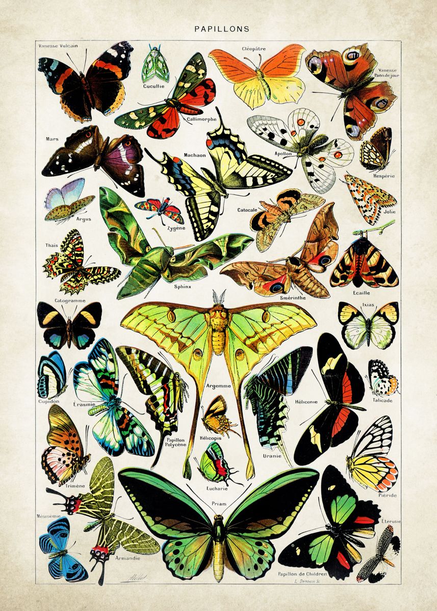 'Butterfly Chart' Poster, picture, metal print, paint by Haus and Hues ...