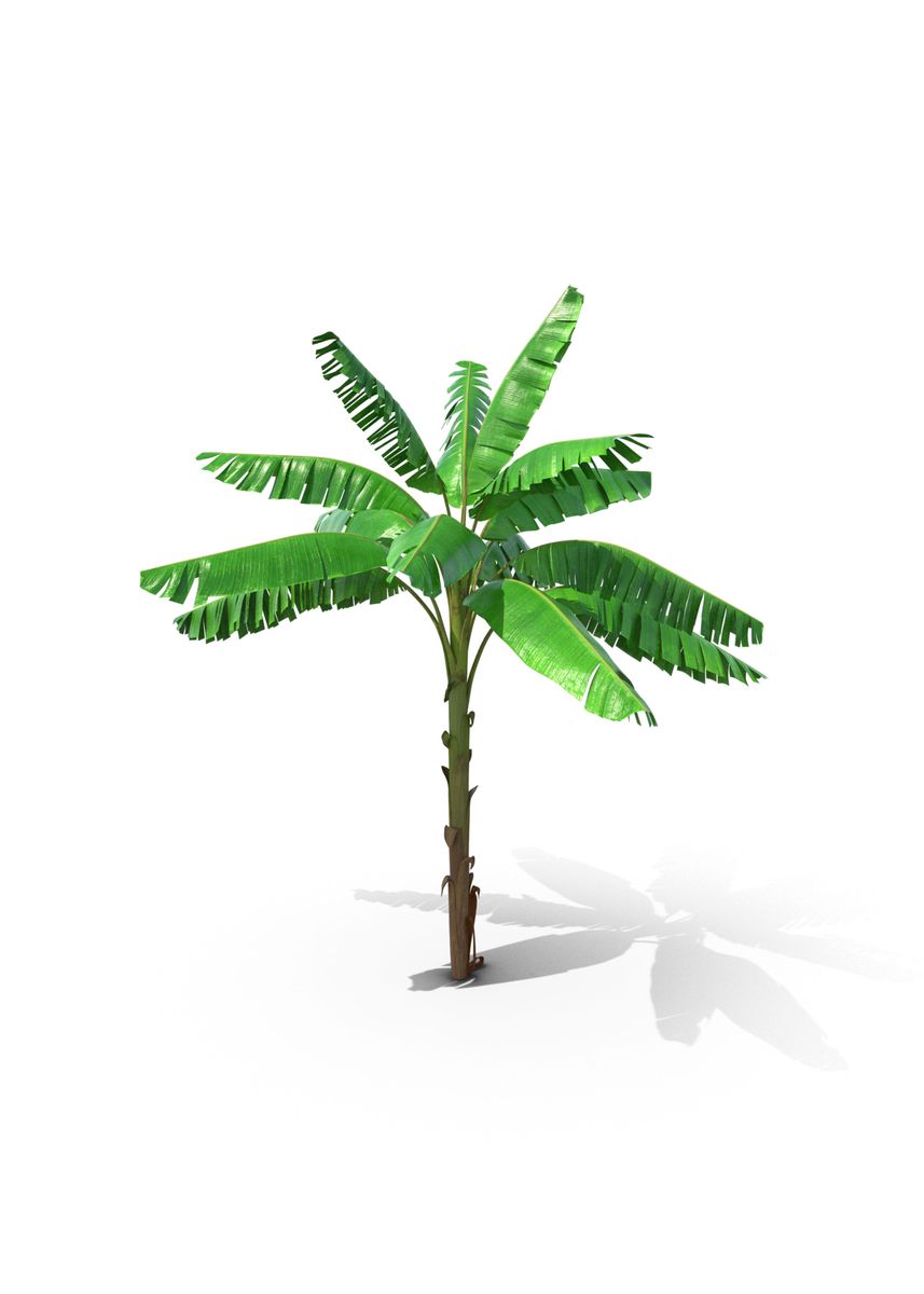 'banana tree' Poster, picture, metal print, paint by sengahart | Displate