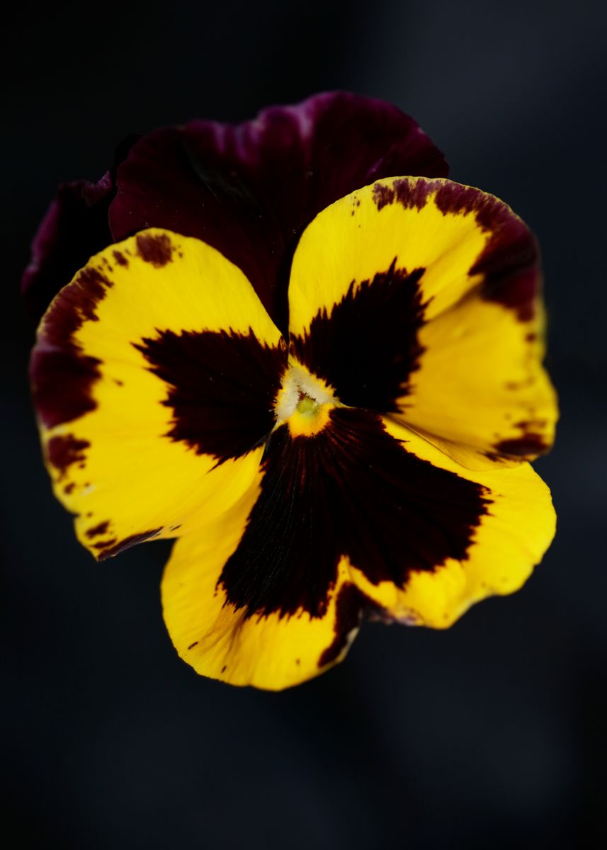 'Colorful viola flowering' Poster, picture, metal print, paint by ...