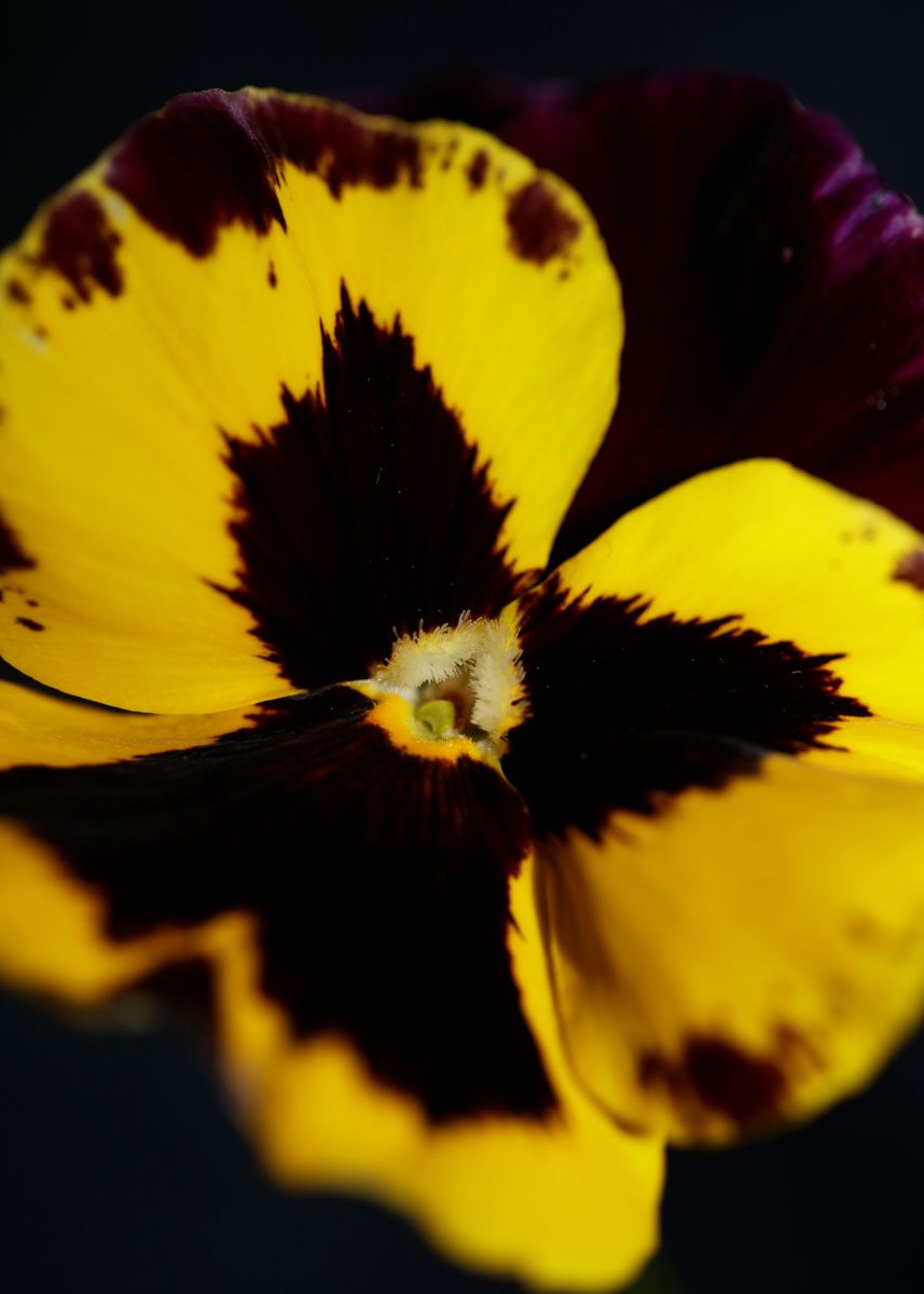 'Colorful viola flowering' Poster, picture, metal print, paint by ...