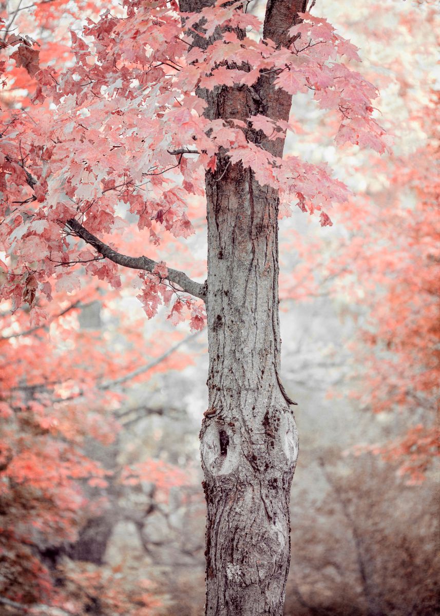 'Blush Pink Maple Tree' Poster, picture, metal print, paint by Brooke T ...