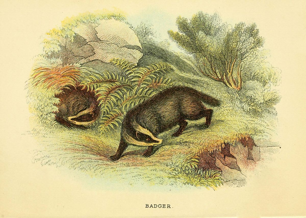 'BADGER' Poster by DianeFFlower | Displate