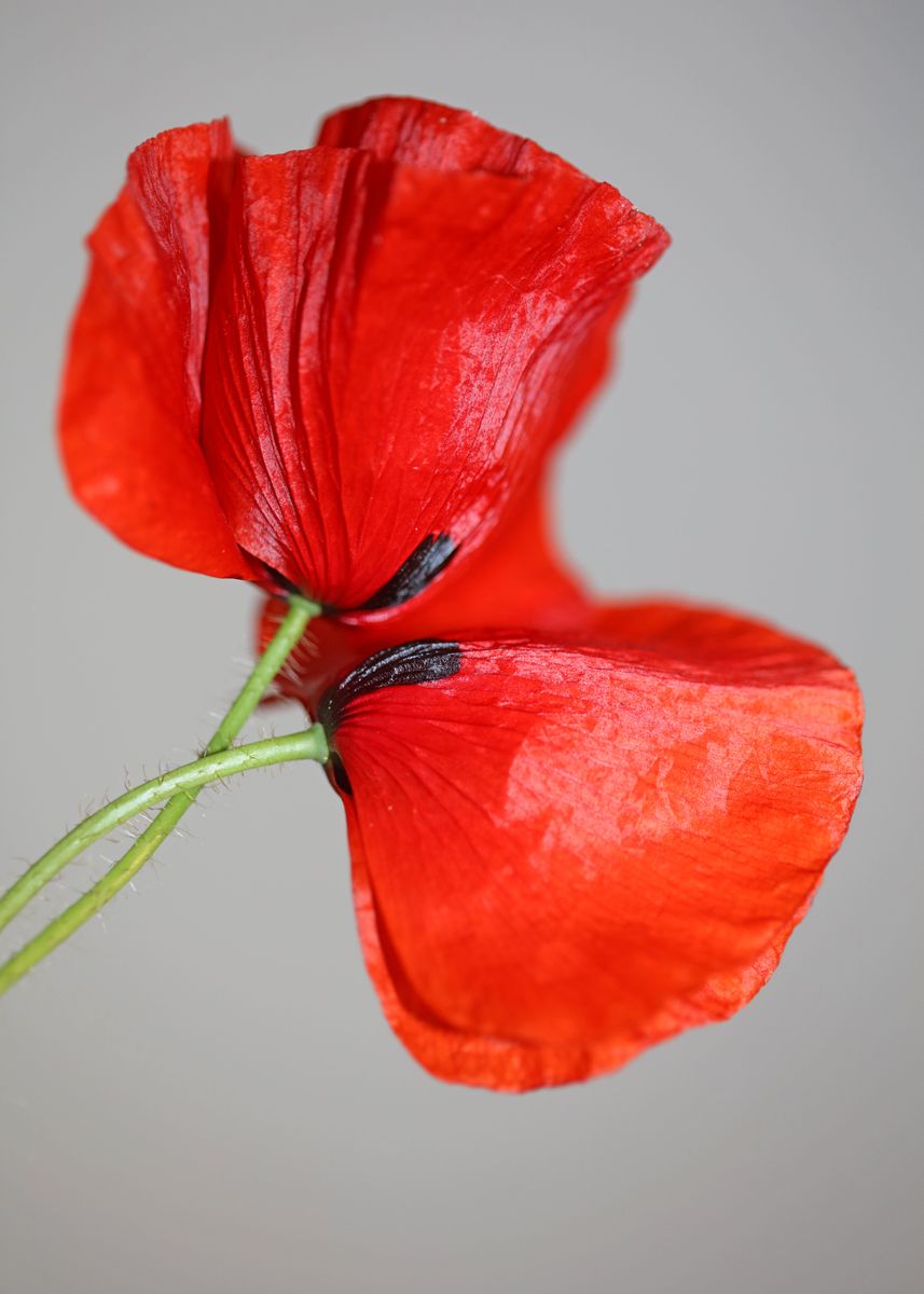 'Papaver flowering close up' Poster by BakalaeroZz Photography | Displate