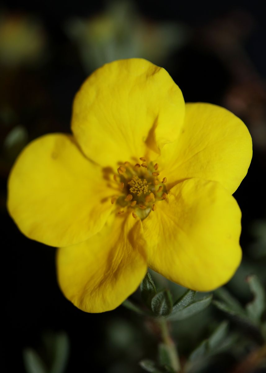 'Yellow wild flower blossom' Poster by BakalaeroZz Photography | Displate