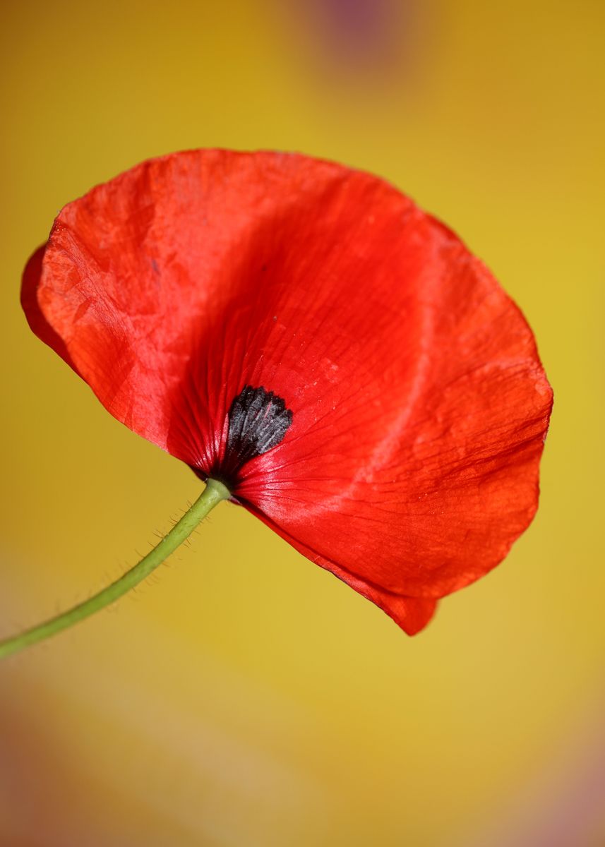 'Papaver flower blossoming' Poster, picture, metal print, paint by ...