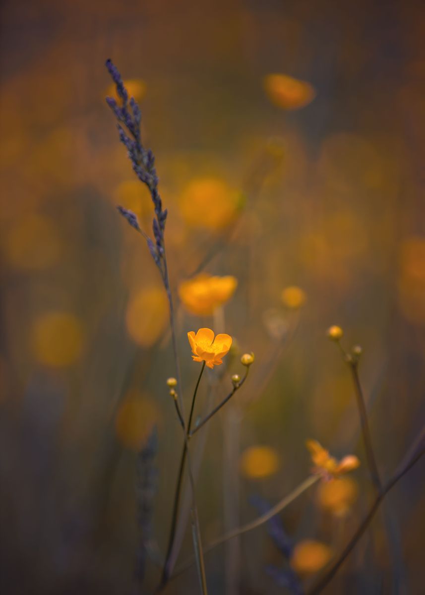 'Meadow' Poster by anettastar | Displate