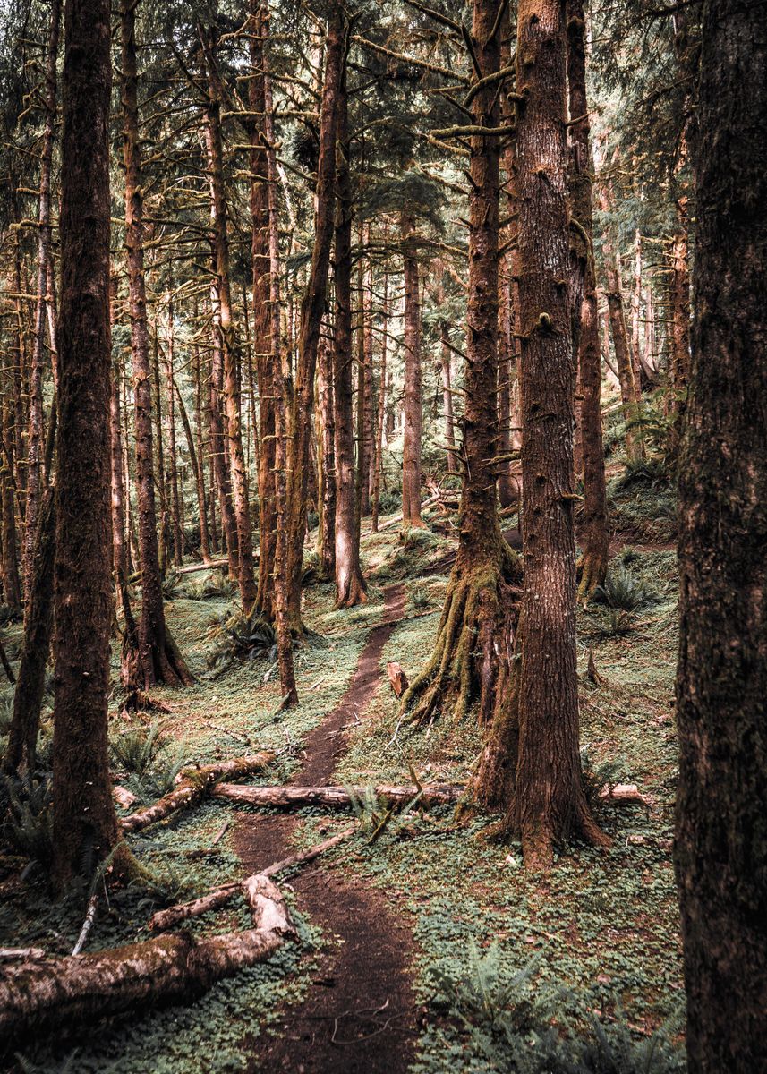 'Oregon Coast Forest' Poster, picture, metal print, paint by anthony ...