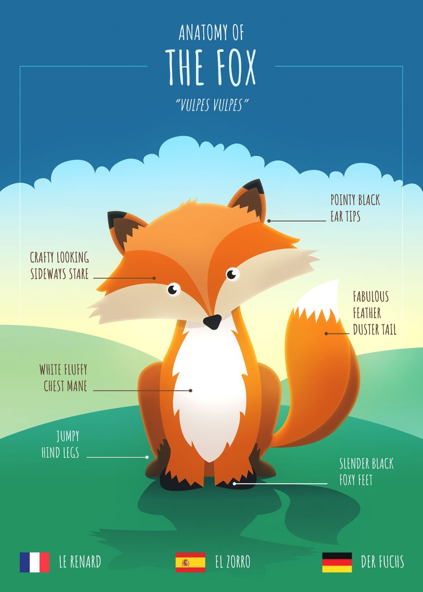 'Anatomy of a Fox' Poster, picture, metal print, paint by Adam Cousins ...
