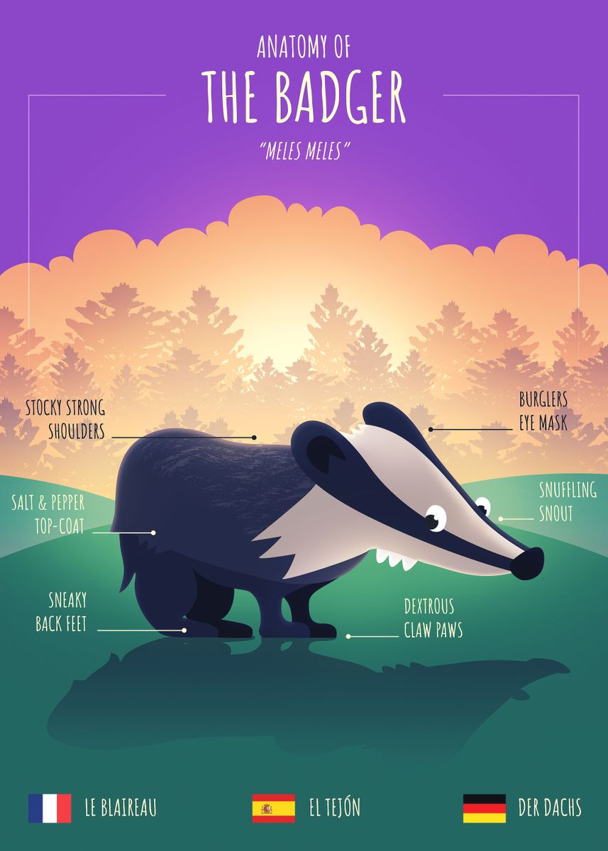 'Anatomy of a Badger' Poster, picture, metal print, paint by Adam ...