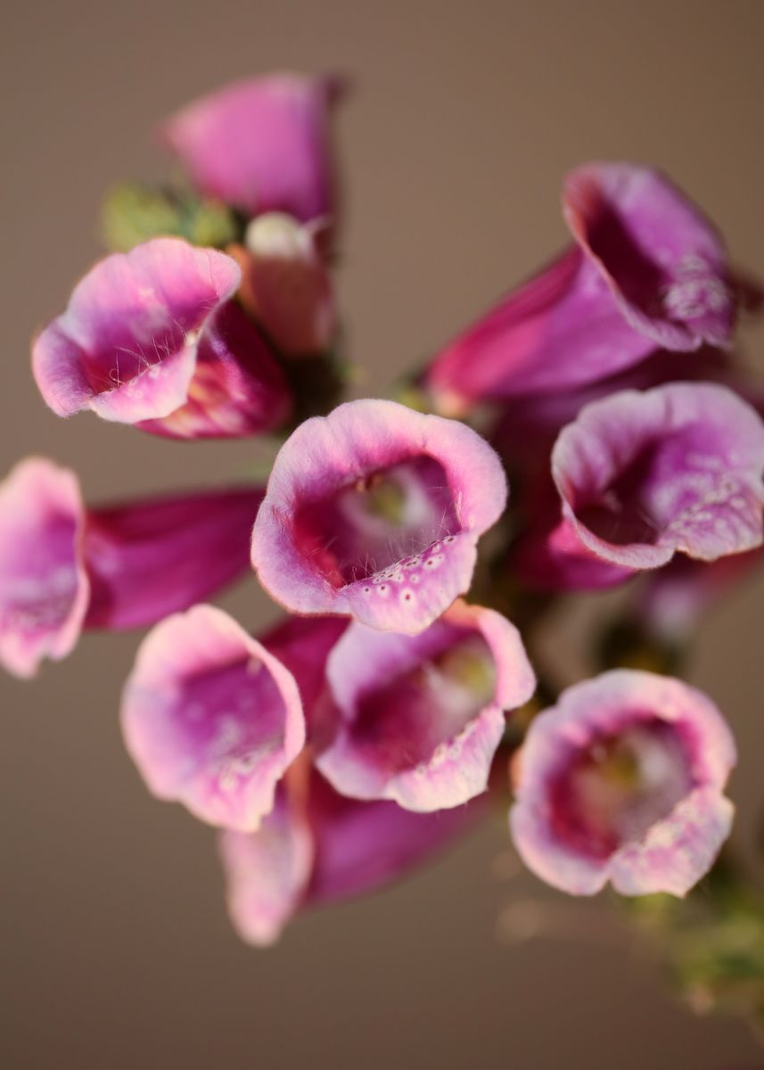 'Purple purpurea flowering' Poster by BakalaeroZz Photography | Displate