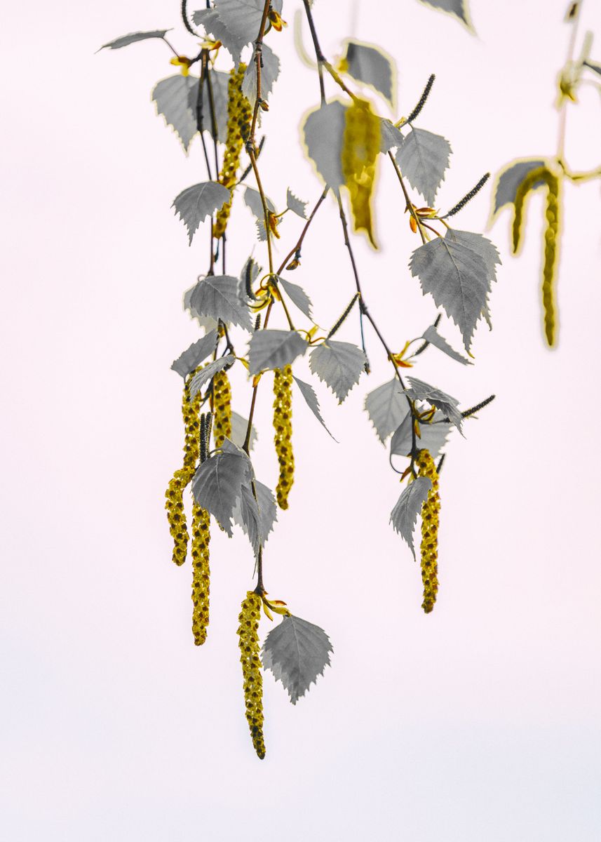 'Birch Tree' Poster, picture, metal print, paint by Lasse A | Displate