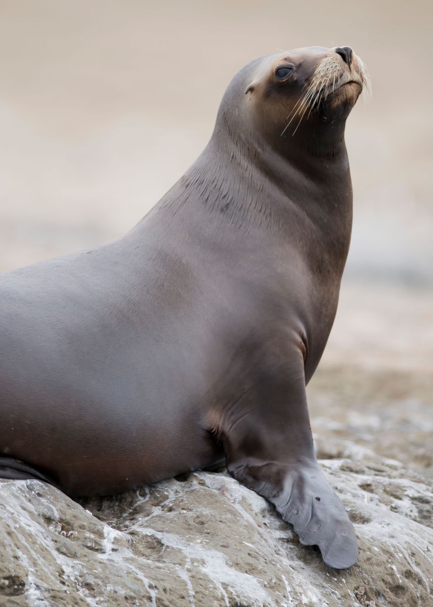 'Seal Poster' Poster by Milena Woodcock | Displate