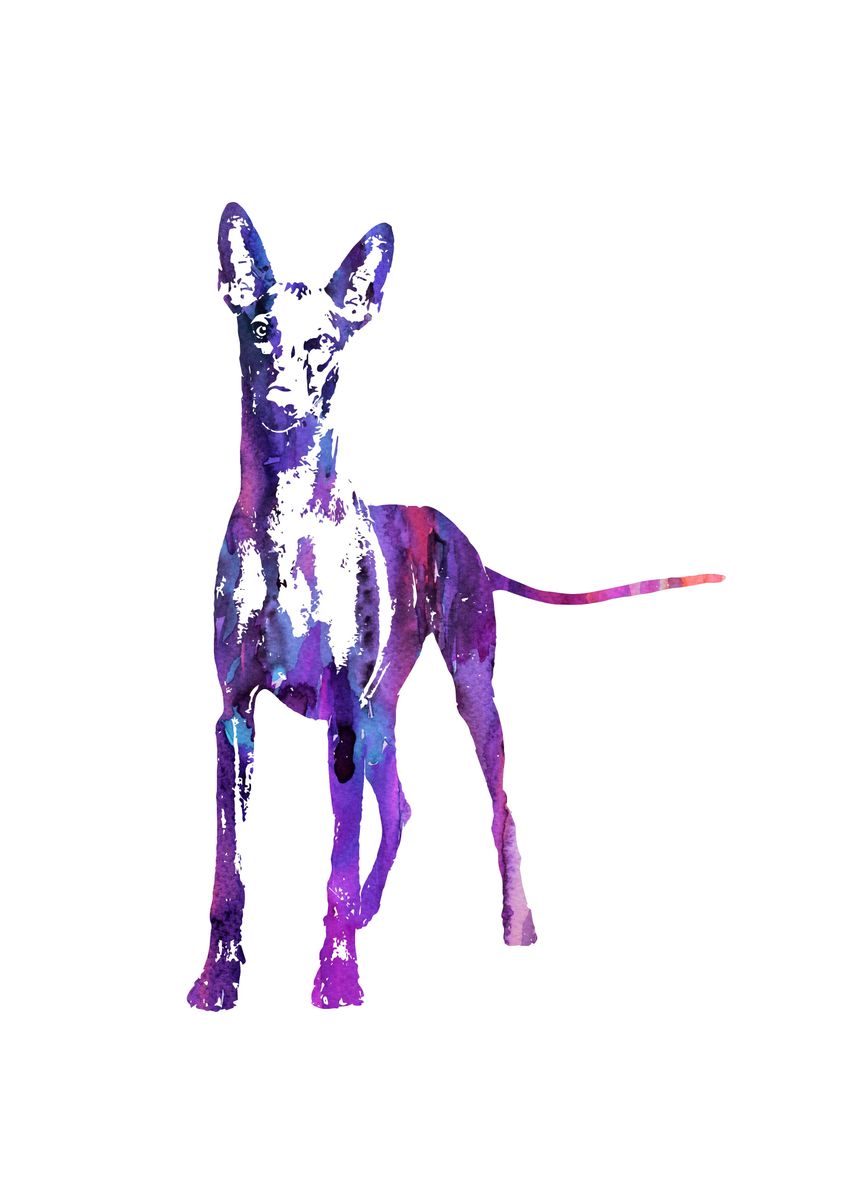 'Pharaoh hound ' Poster, picture, metal print, paint by RosaliasArt ...