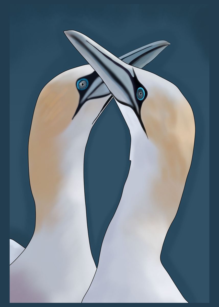 'Gannet' Poster, picture, metal print, paint by Nathascha Kehl | Displate