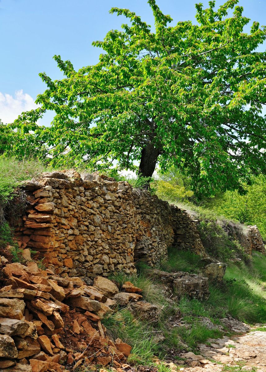 'Tree and stone wall' Poster, picture, metal print, paint by ...