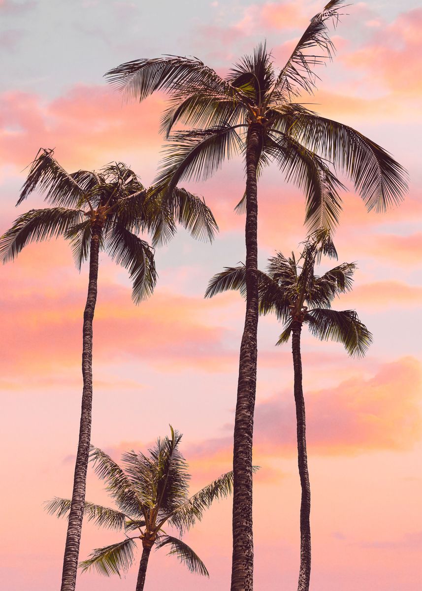 Palm Tree Sunset Tumblr