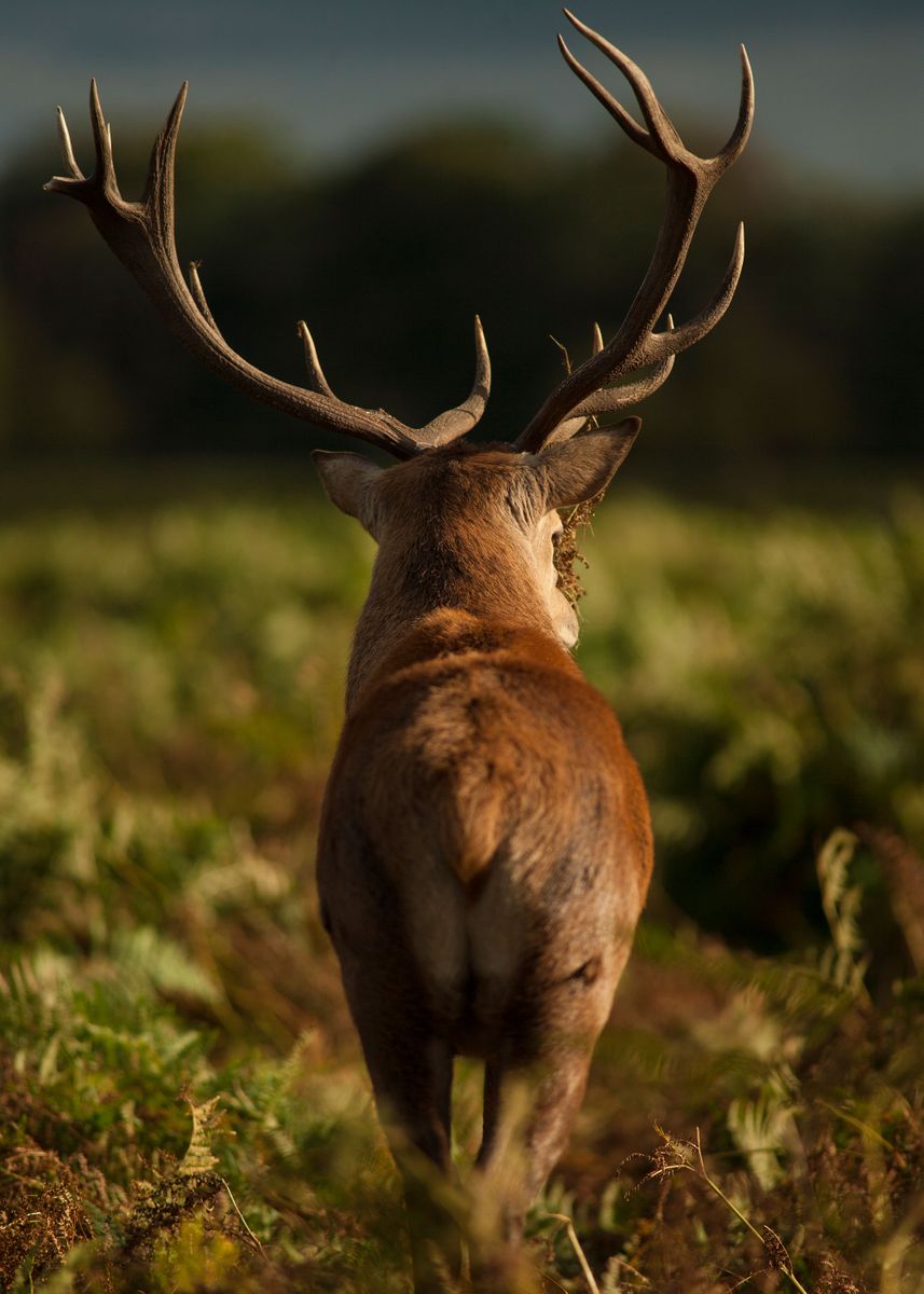 'Deer Poster' Poster, picture, metal print, paint by Milena Woodcock ...