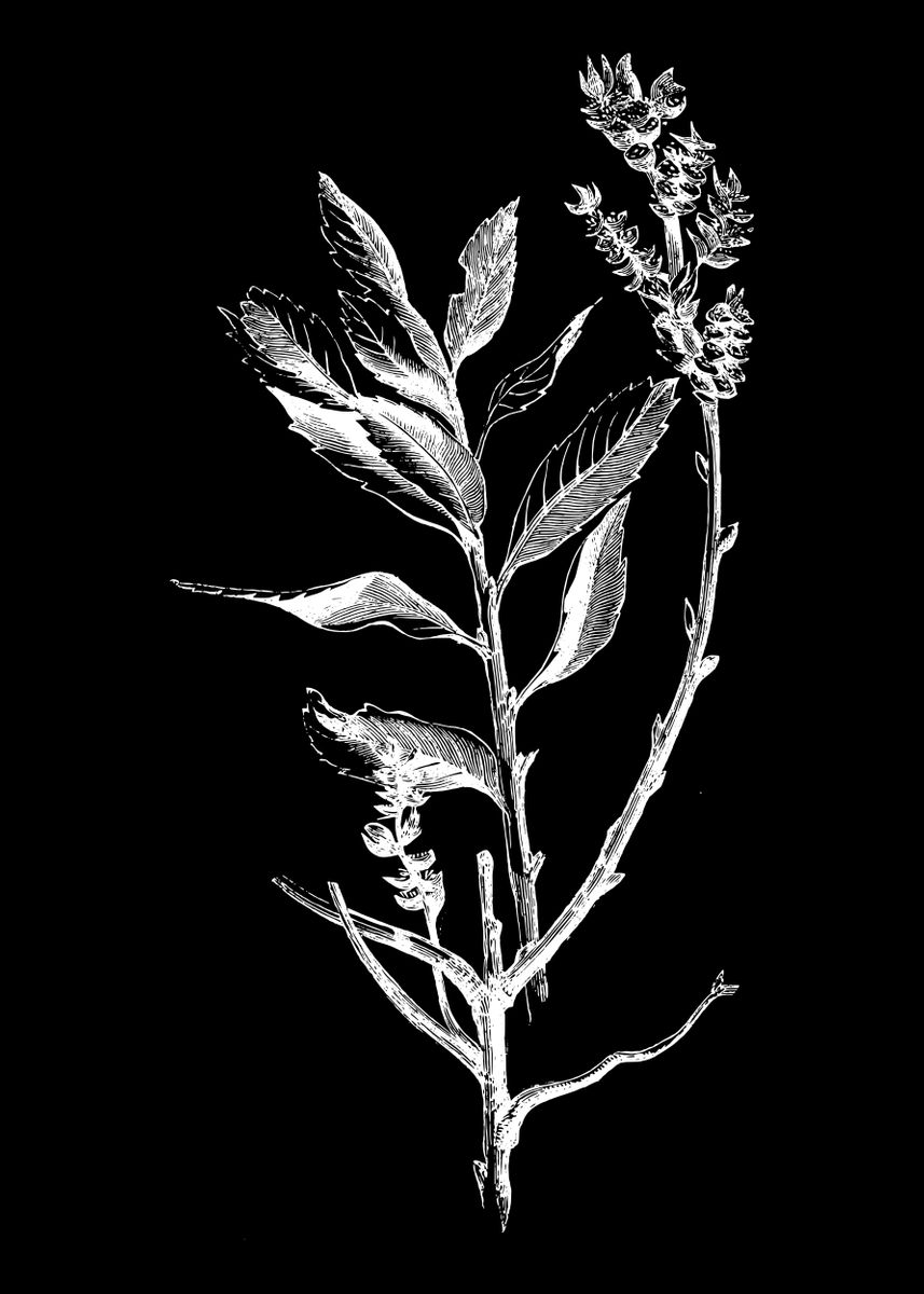 'Dutch Myrtle II' Poster by Josh B | Displate