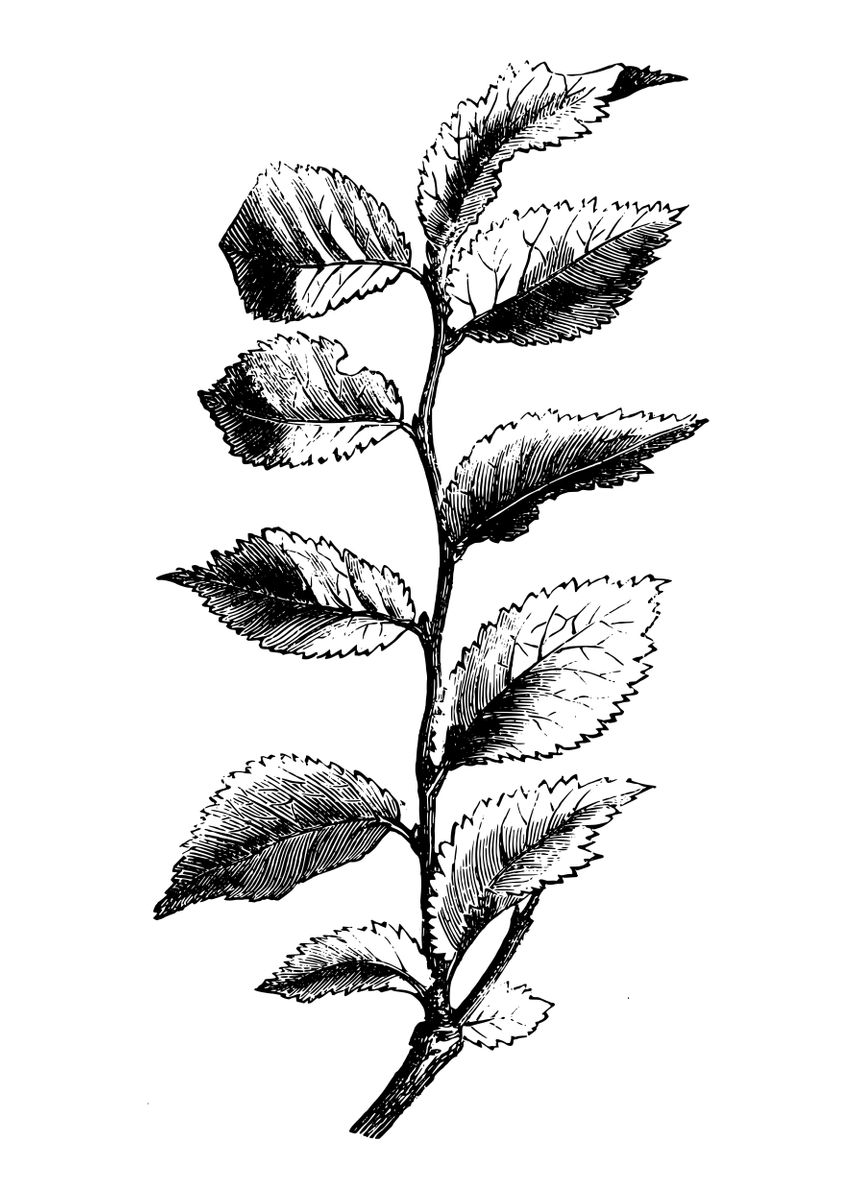 'Cornish Elm' Poster, picture, metal print, paint by Josh B | Displate