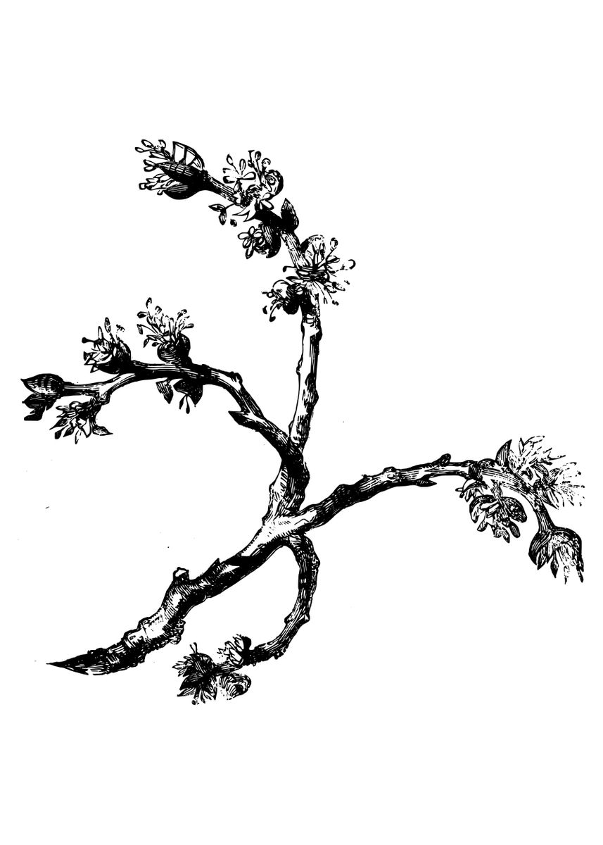 'Cornish Elm' Poster, picture, metal print, paint by Creatify ...