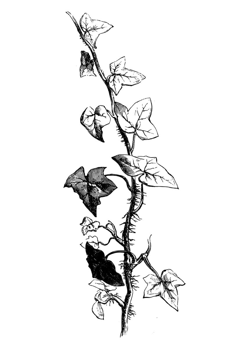 'Climbing Ivy' Poster, picture, metal print, paint by Creatify ...