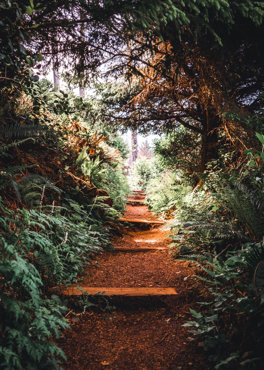 'Forest Path Oregon Coast' Poster, picture, metal print, paint by ...