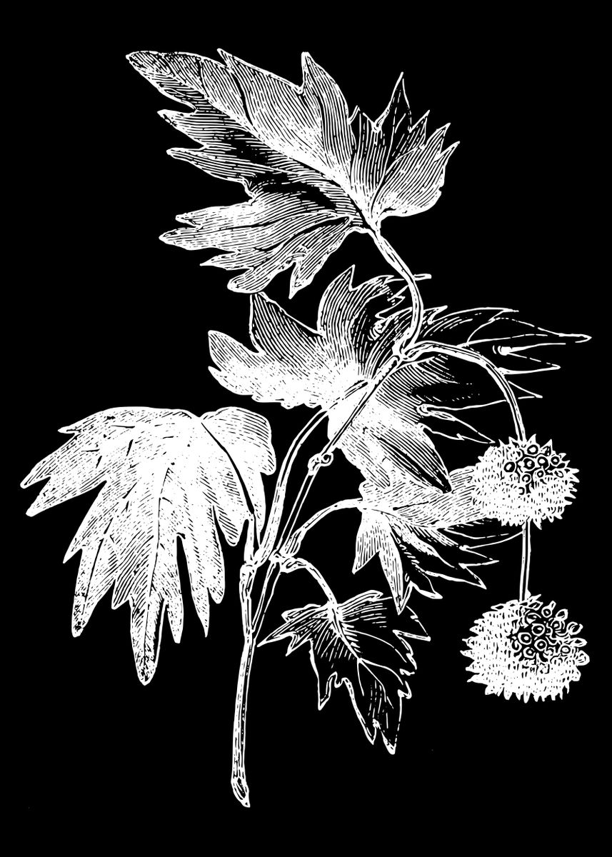 'Oriental Plane Flower II' Poster, picture, metal print, paint by Josh ...