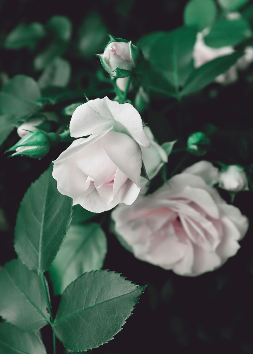 'Delicate flower blossom' Poster by Oleksandr Kovalov | Displate