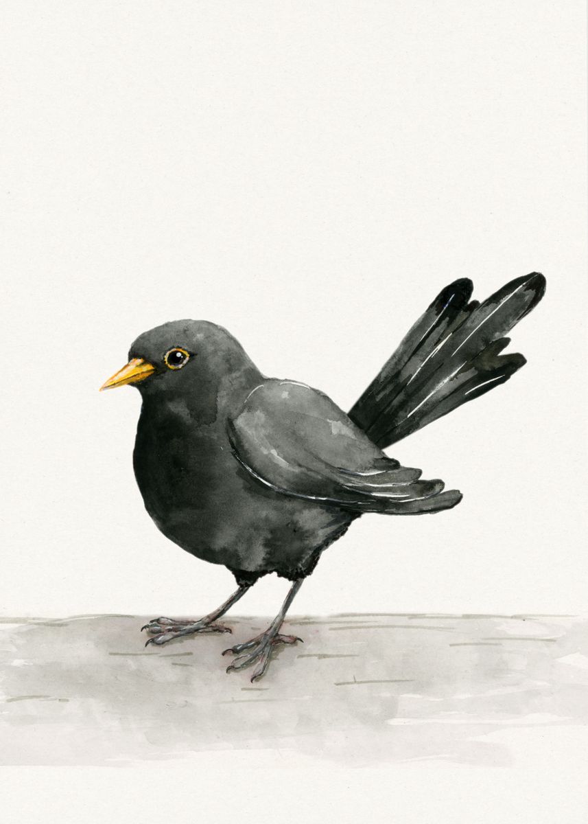 ' Blackbird ink drawing' Poster, picture, metal print, paint by Bianca ...