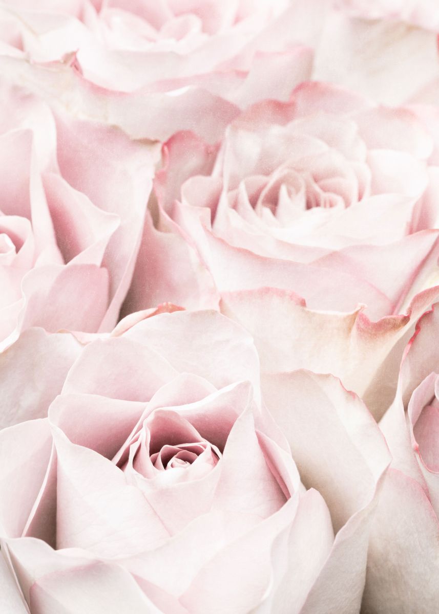 'Pink Roses 05' Poster, picture, metal print, paint by World Class ...