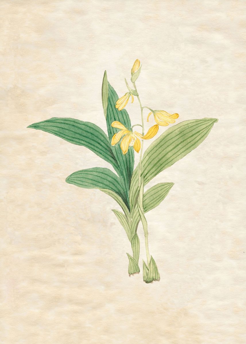 'Kinran' Poster, picture, metal print, paint by Atomic Chinook | Displate