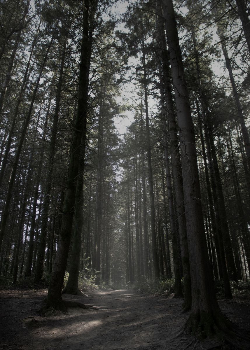 'Forbidden Forest ' Poster, picture, metal print, paint by Nella Kovac ...