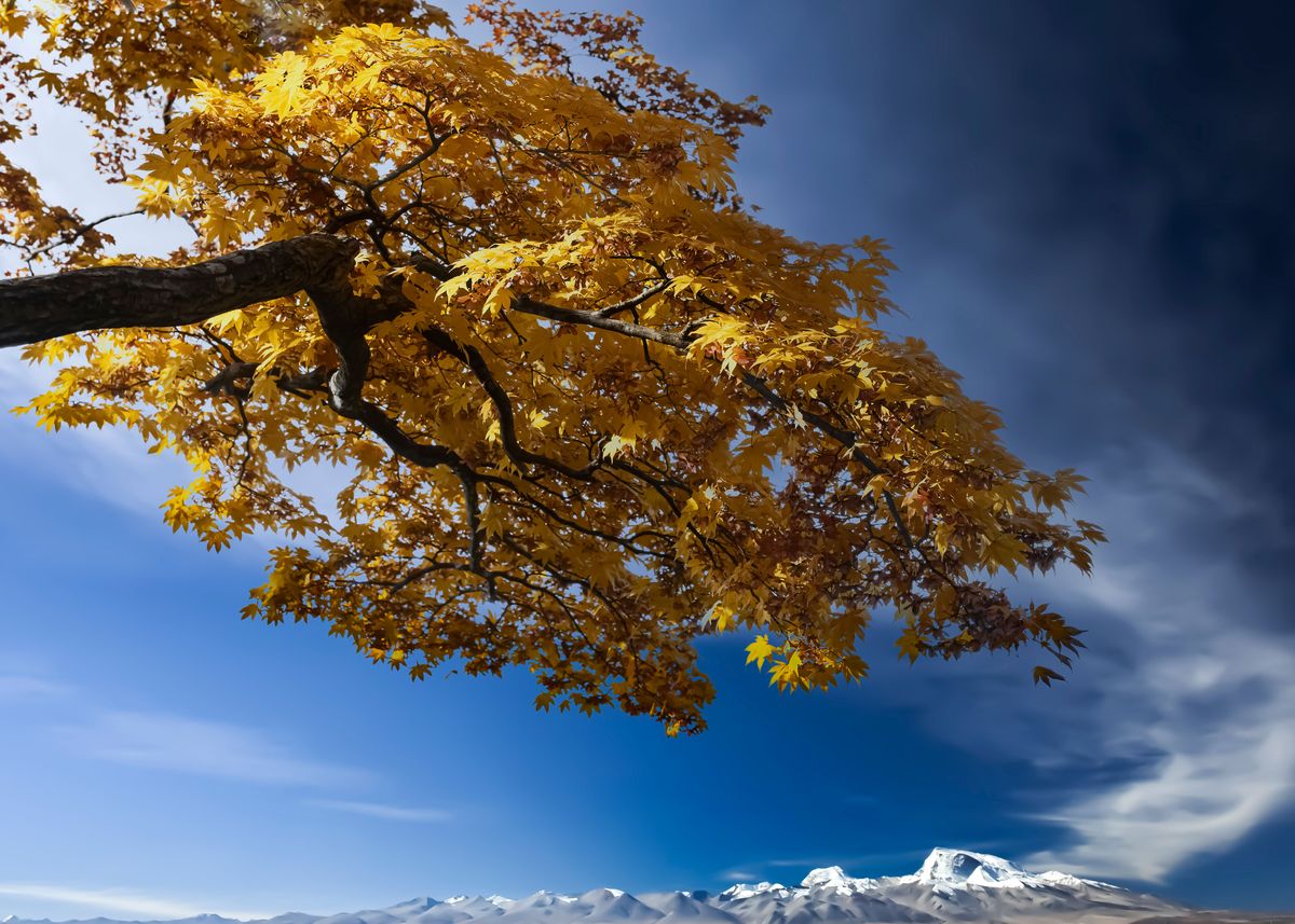 'Beautiful maple tree trunk' Poster by HanPing Tseng | Displate